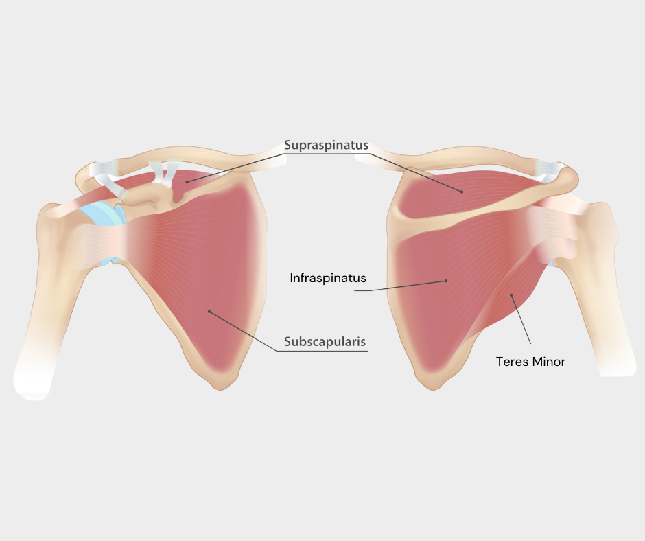 The Rotator Cuff — Maximise Physiotherapy Clinic
