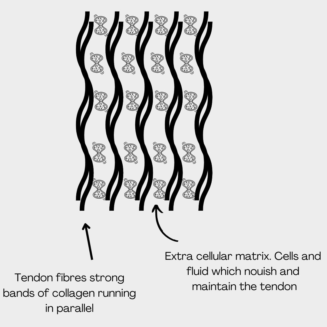 What is a Tendinopathy? — Maximise Physiotherapy Clinic