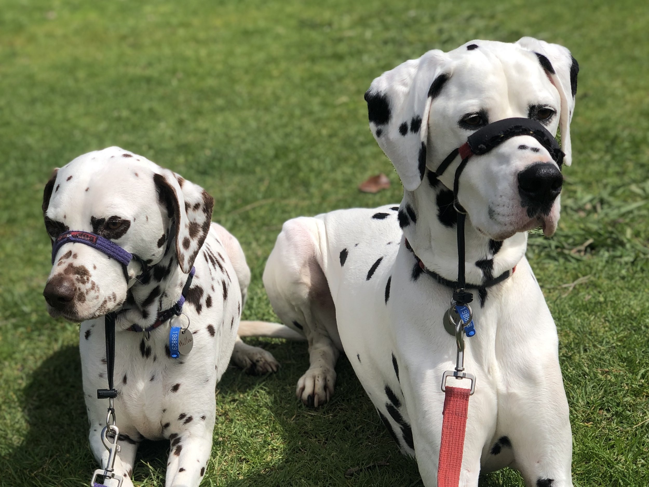 Testimonials- Alpha Dog Training