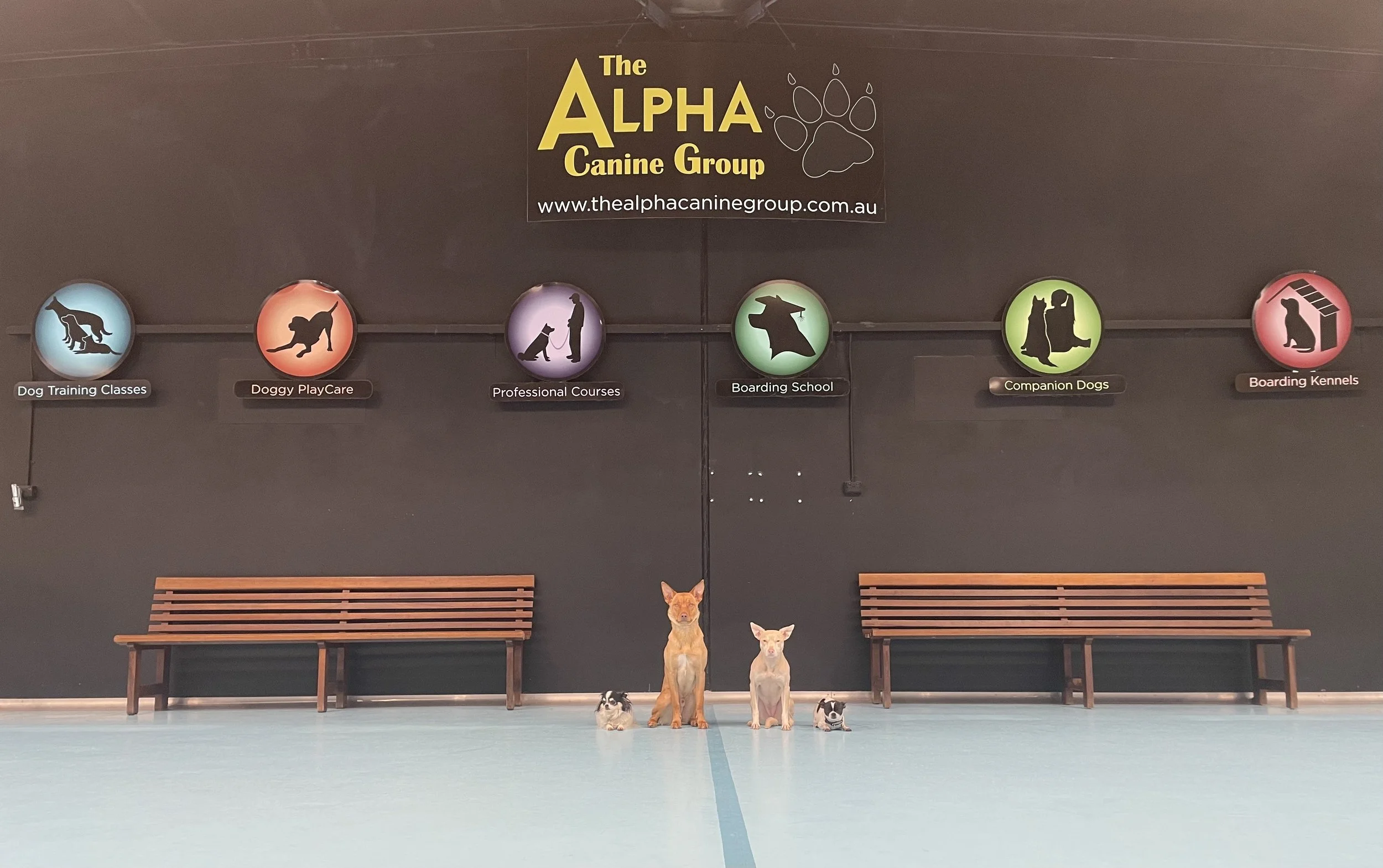 Extra Services at the Alpha Canine Centre- Alpha Dog Training