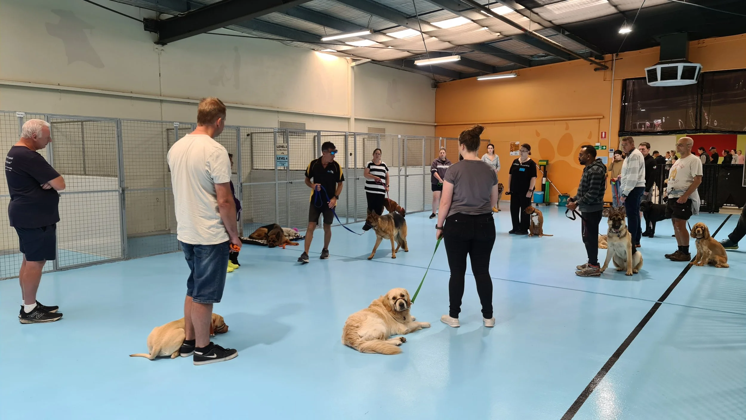 Weekly Obedience Classes- Alpha Dog Training