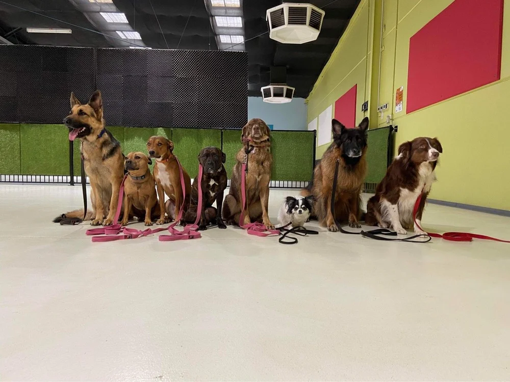 Become a Professional Alpha Dog Trainer!- Alpha Dog Training