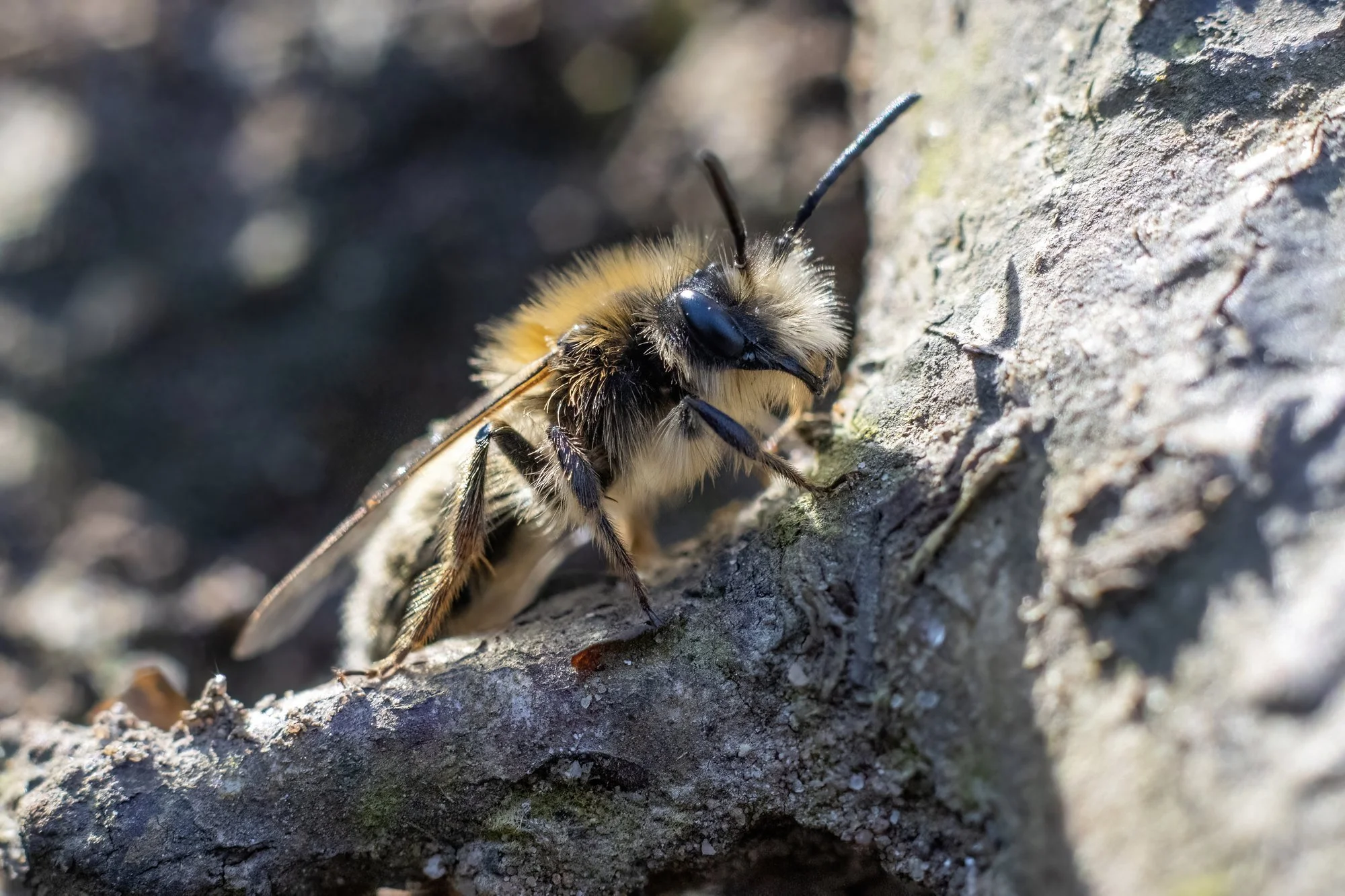 Wildlife At Didsbury Park — The Friends of Didsbury Park