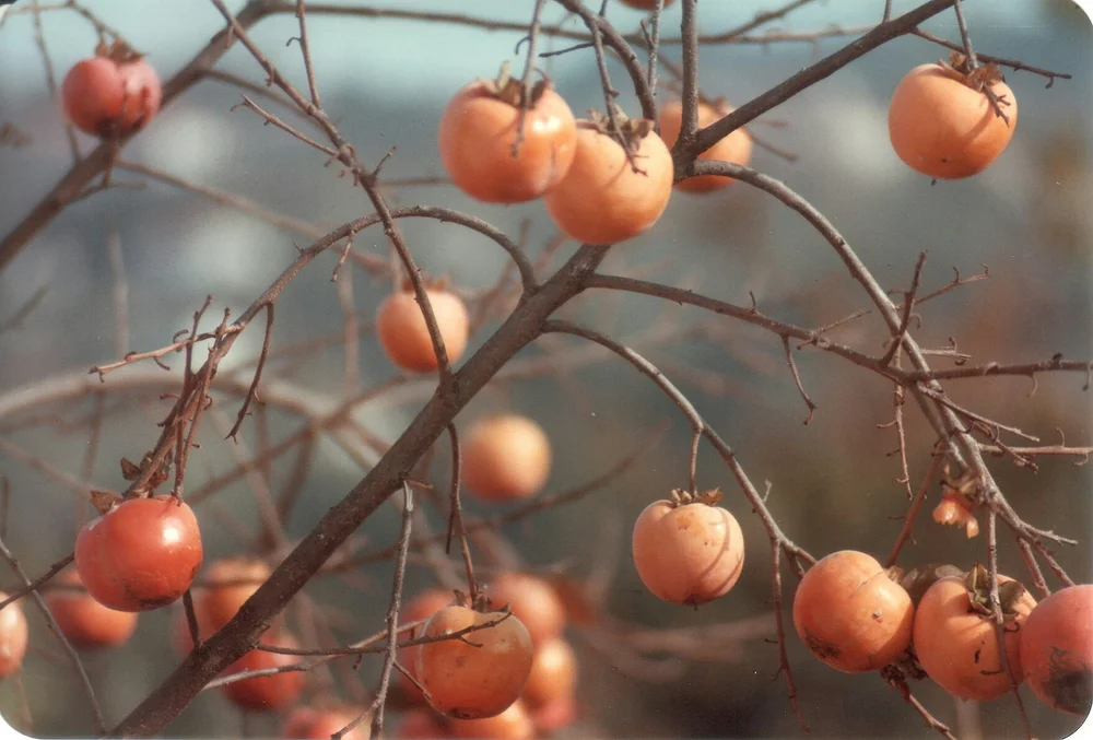 Aviani Persimmon Farm