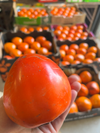 Persimmon Varieties - Aviani Persimmon Farm