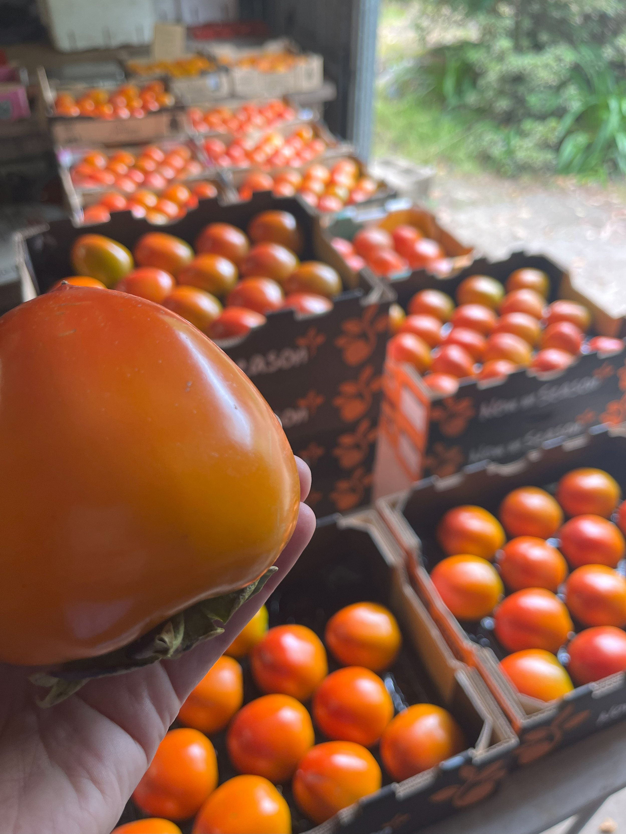 Aviani Persimmon Farm
