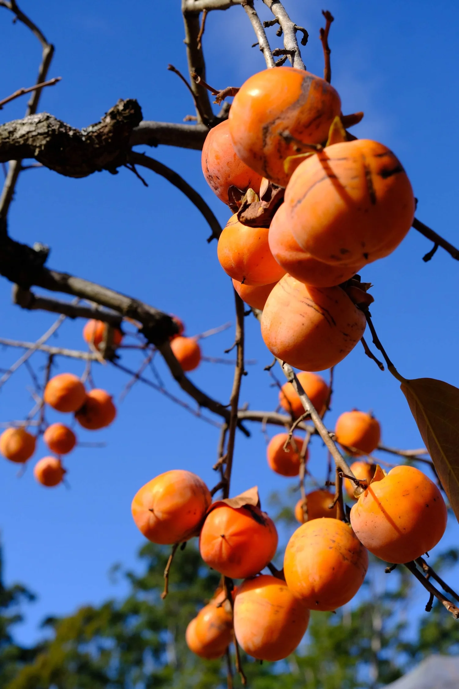 Persimmon Varieties - Aviani Persimmon Farm