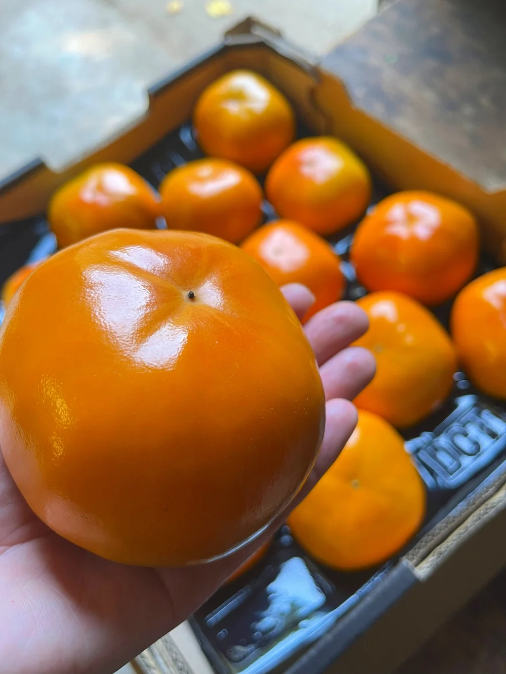 Persimmon Varieties - Aviani Persimmon Farm