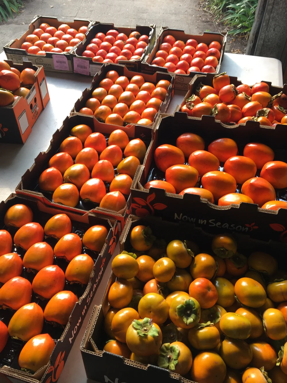 Shed Sales - Aviani Persimmon Farm