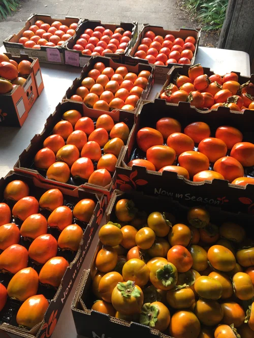 Buy Pre-Picked Persimmons - Aviani Persimmon Farm