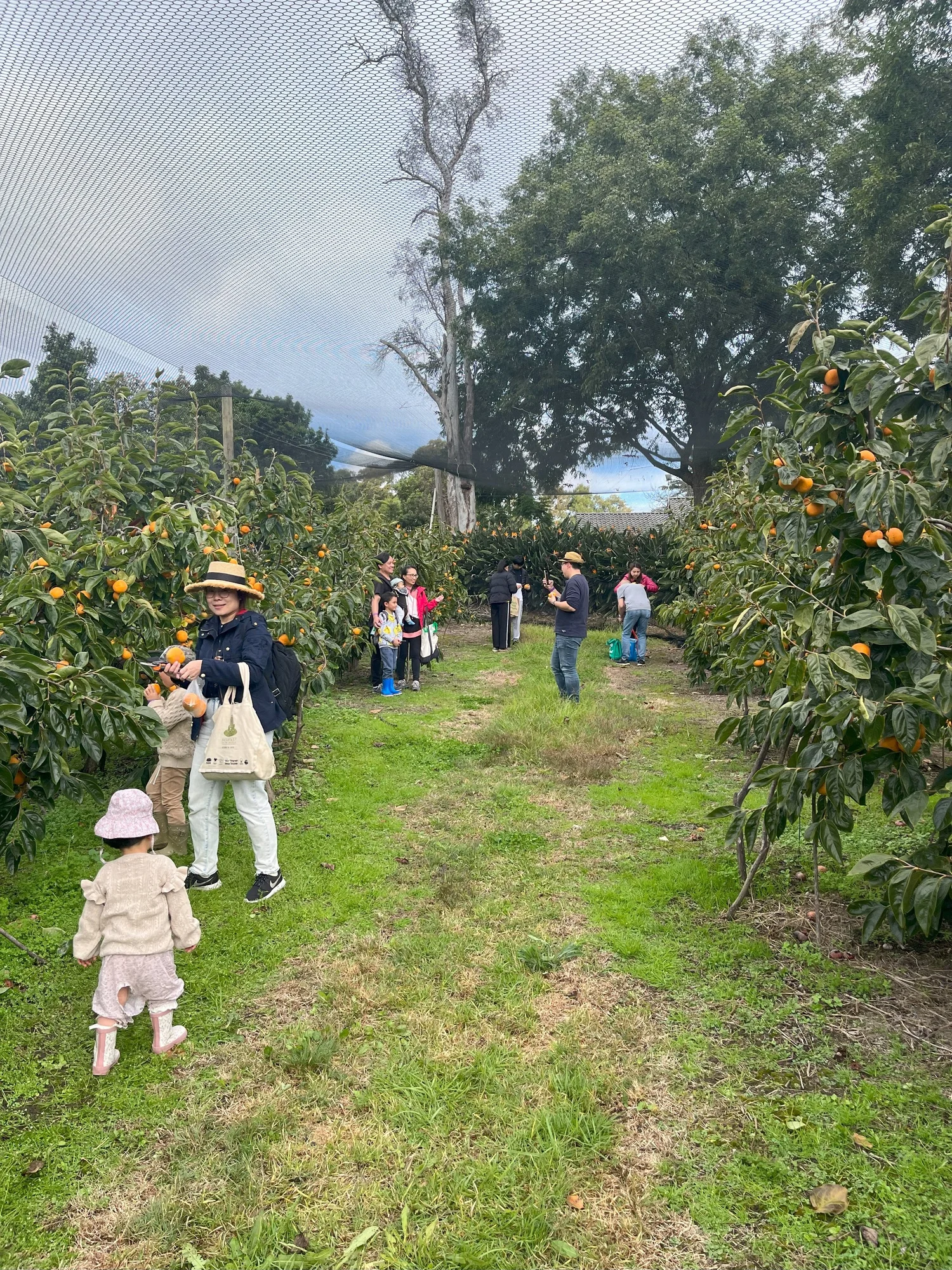 Aviani Persimmon Farm