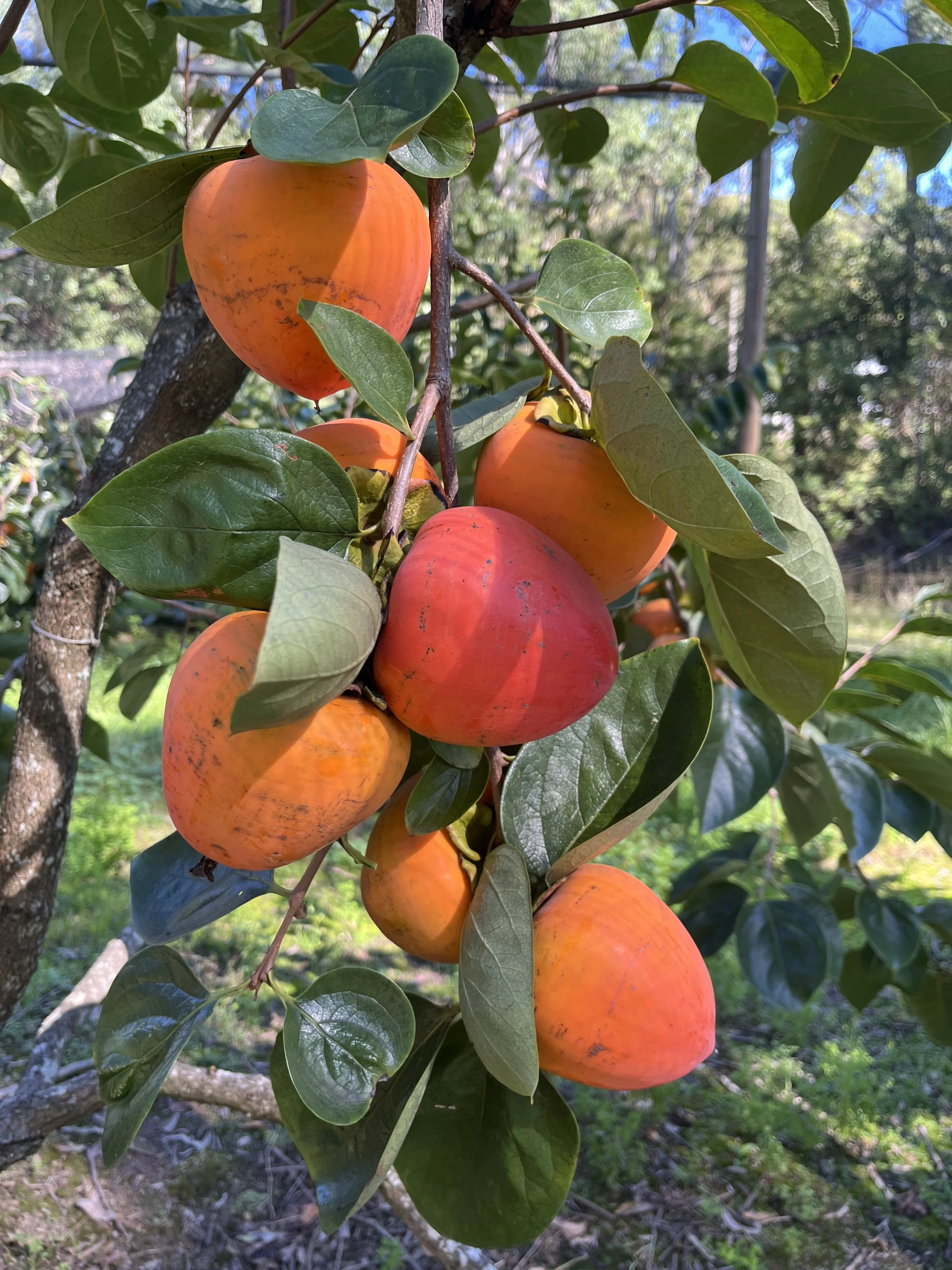 Aviani Persimmon Farm