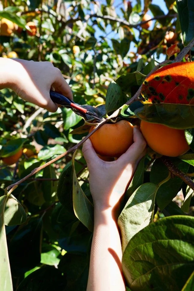 Aviani Persimmon Farm