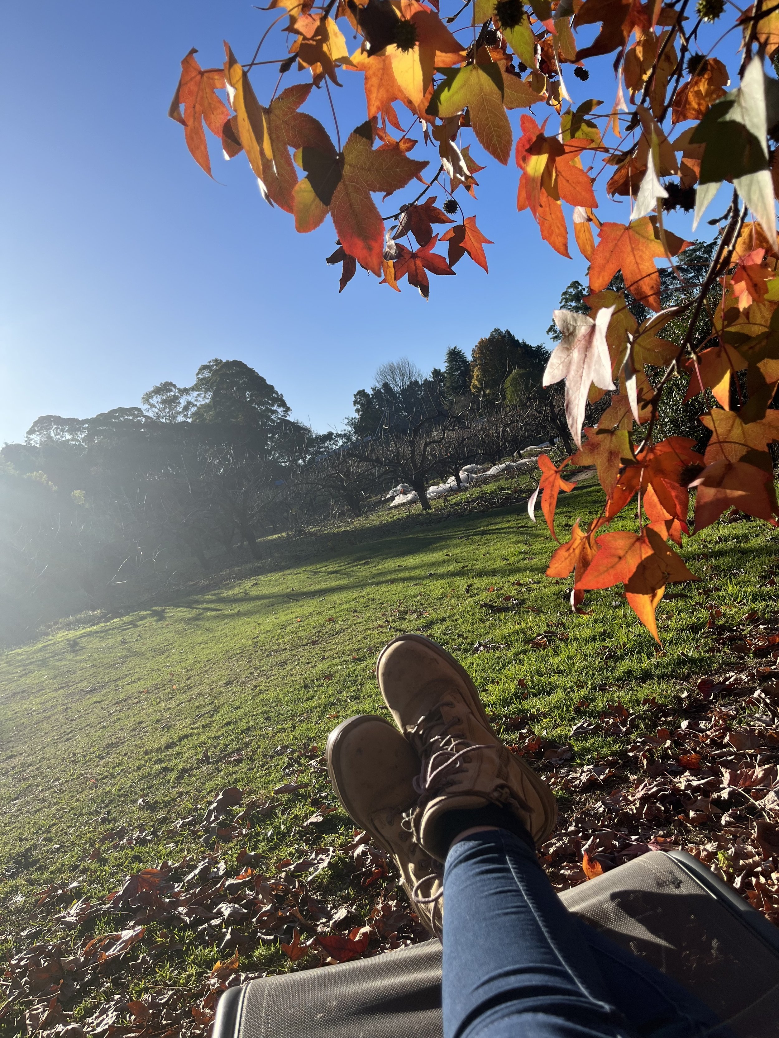 Aviani Persimmon Farm