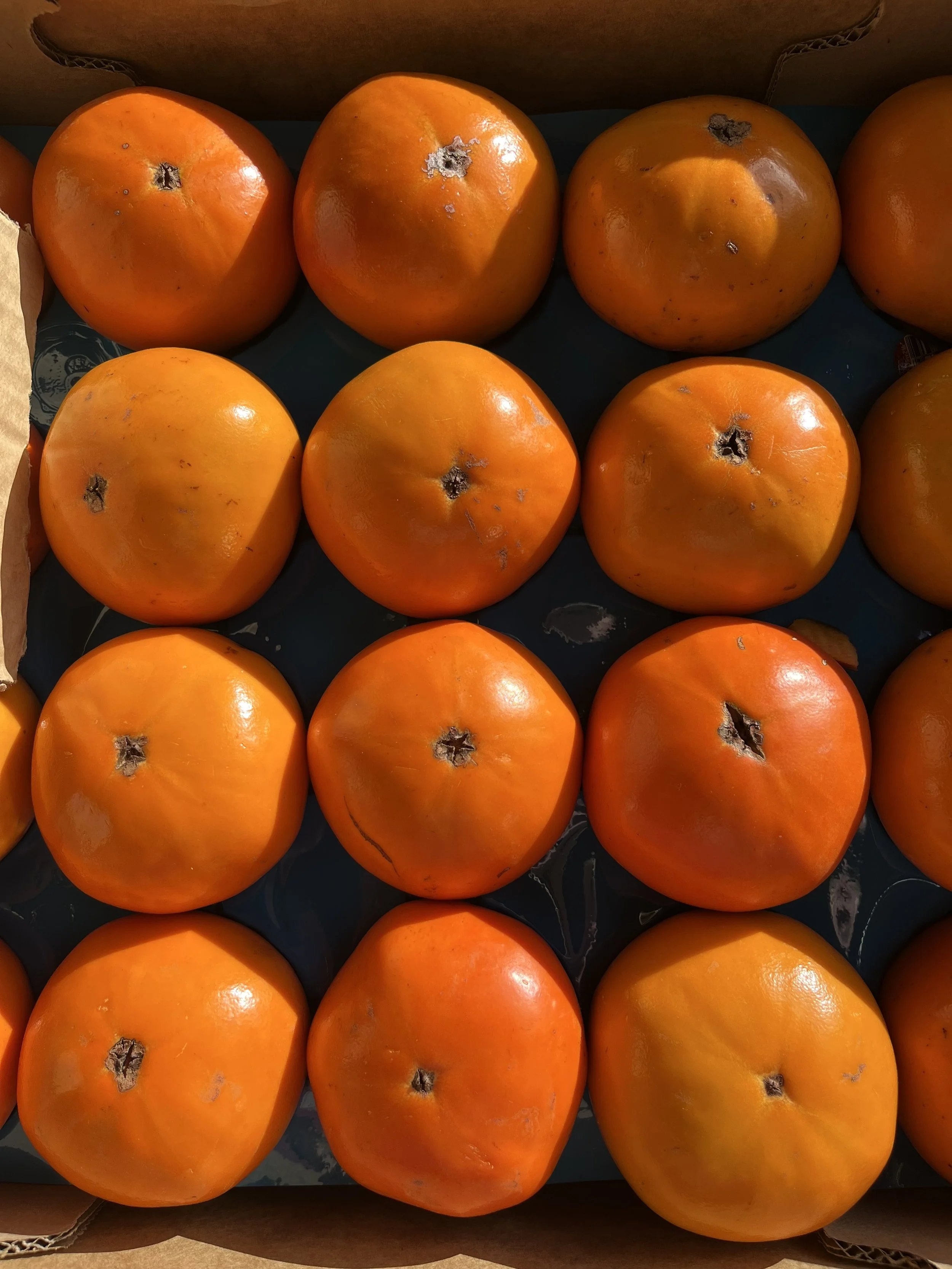 Persimmon Varieties - Aviani Persimmon Farm