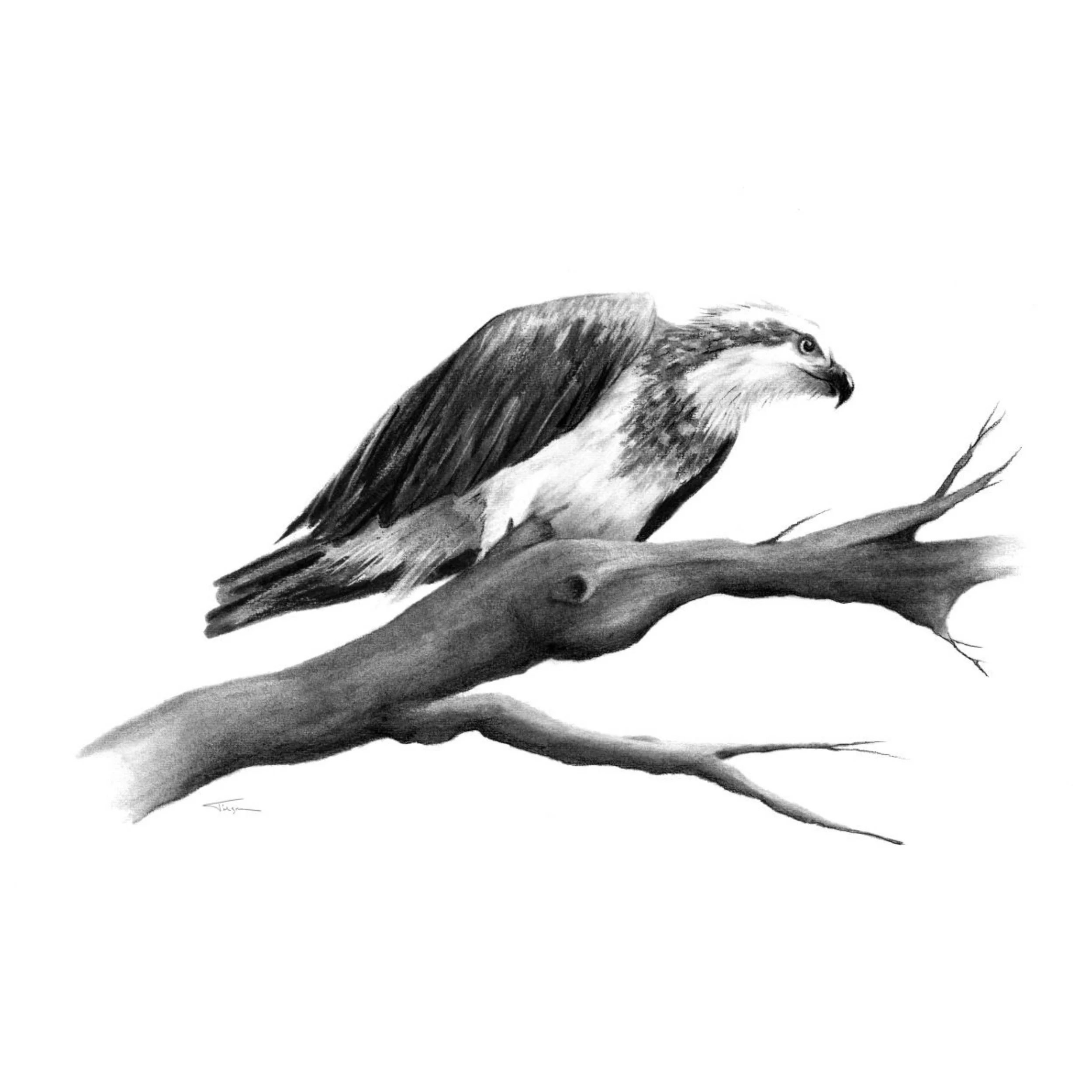 Tilgner Art