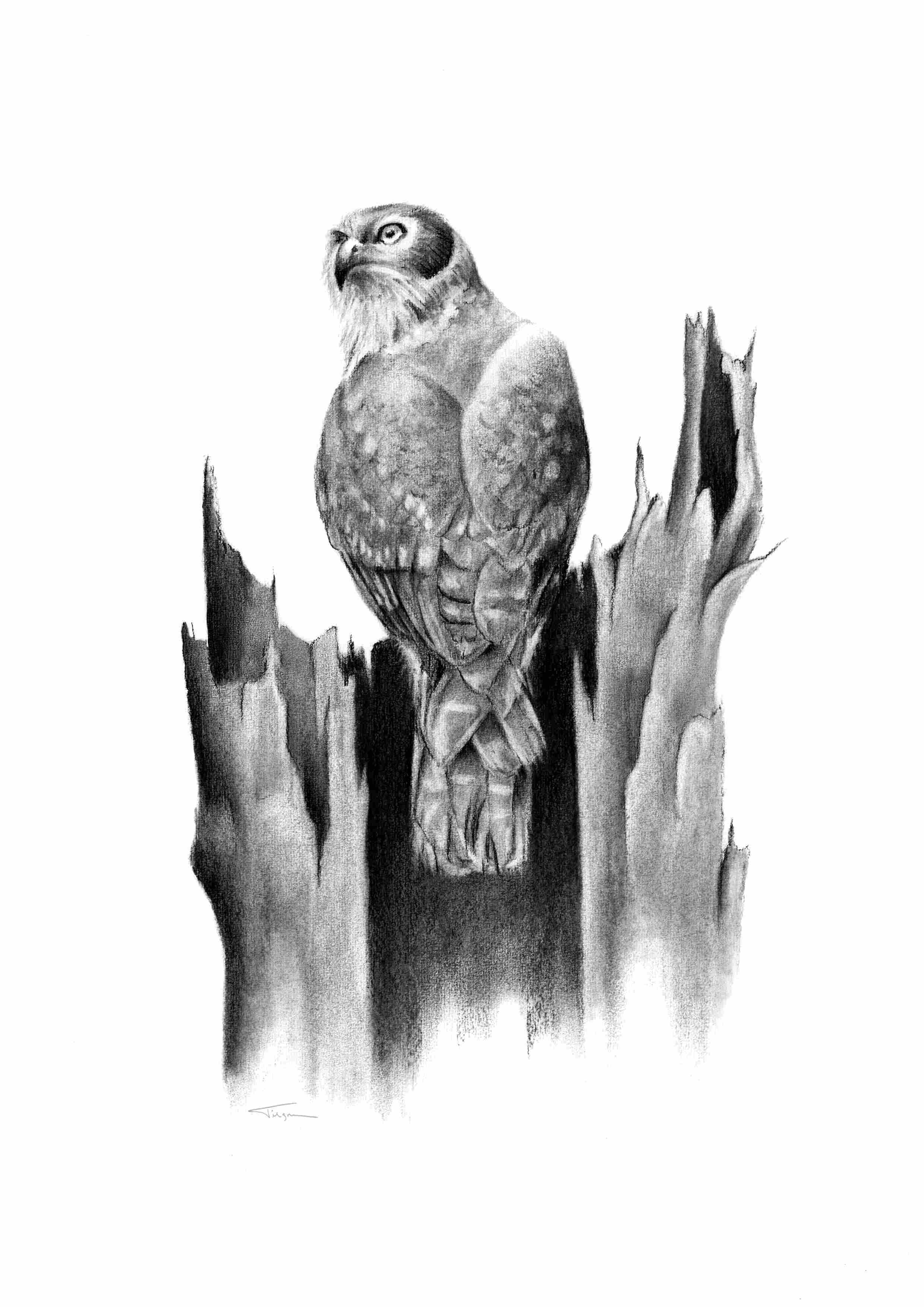 Tilgner Art