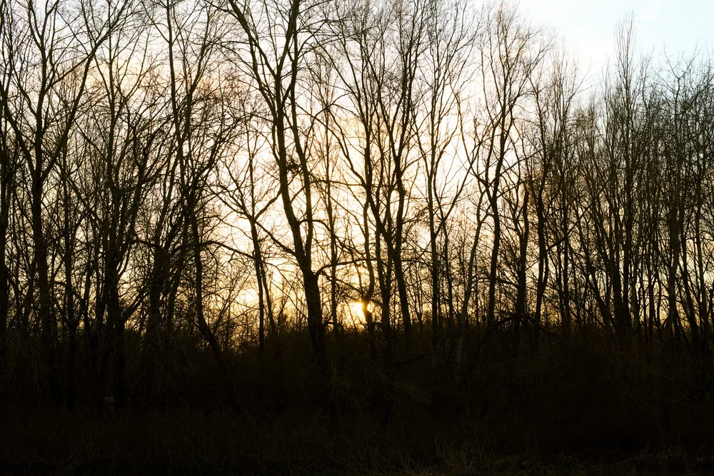 The Grounds — Blyth Hall