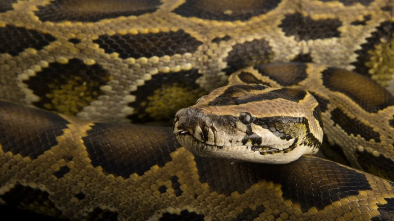 Invasive Species in the United States — America House Kyiv