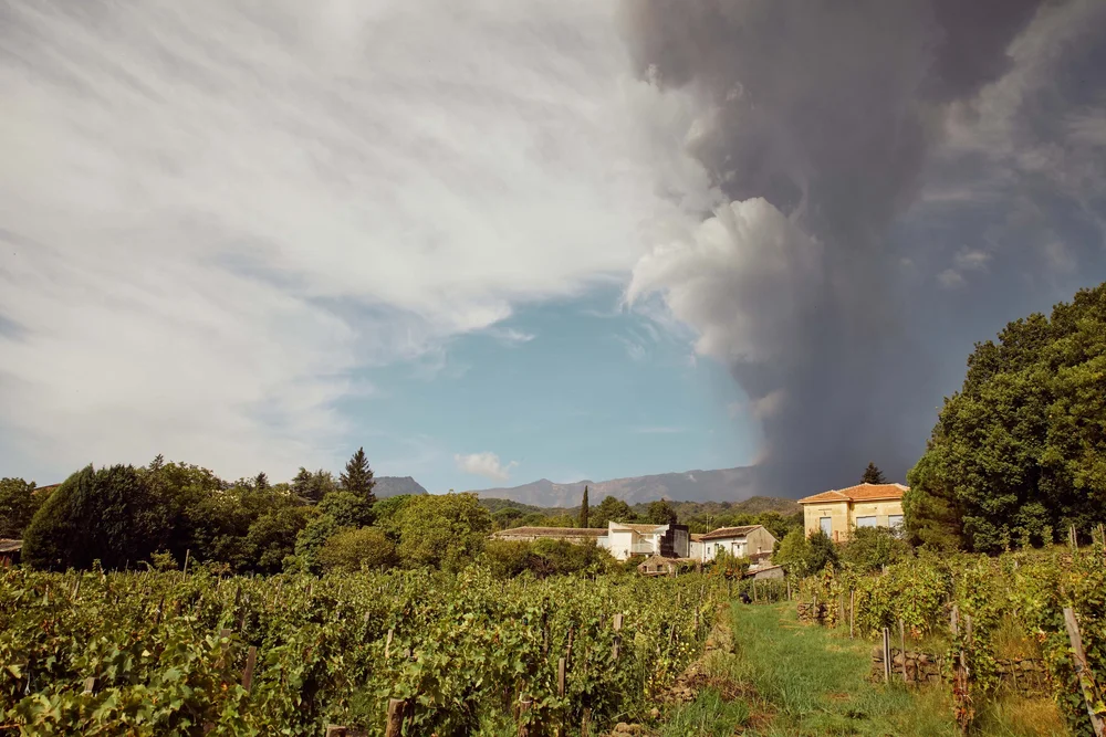 Vineyards — MCL Photography