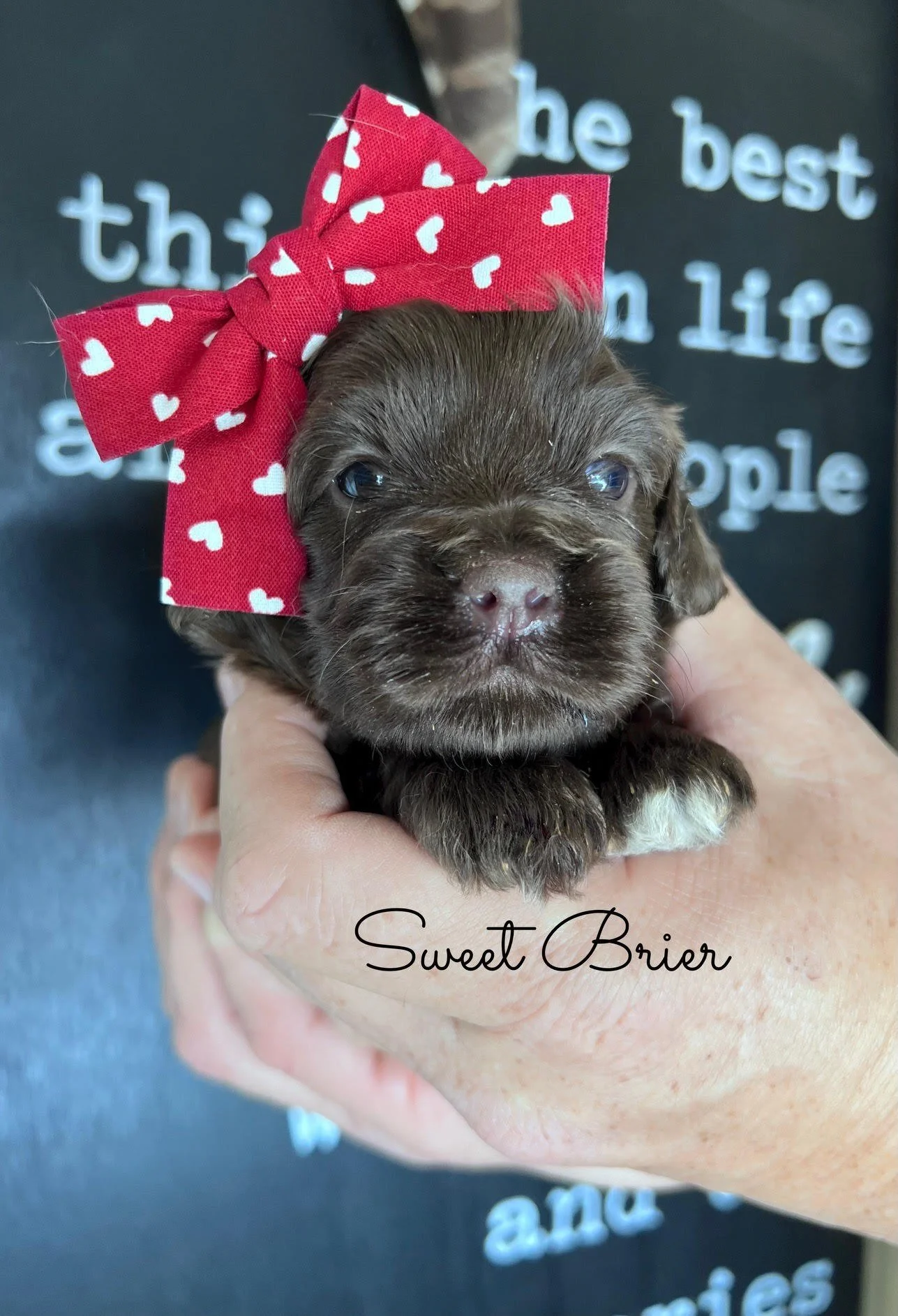 Cockapoos — Doods and Dolls