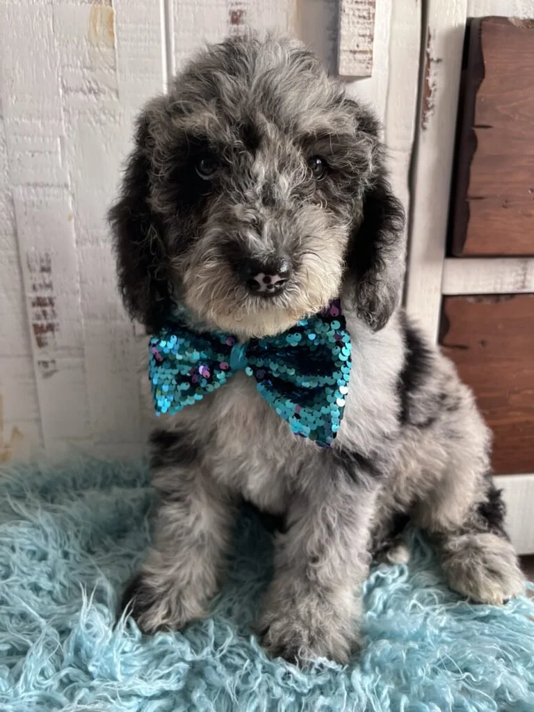 Goldendoodles — Doods and Dolls