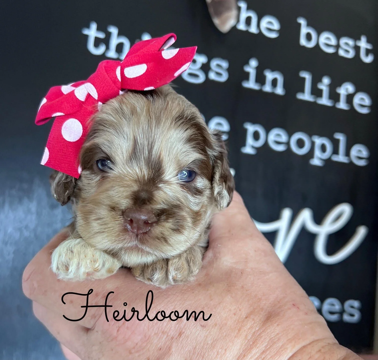 Cockapoos — Doods and Dolls