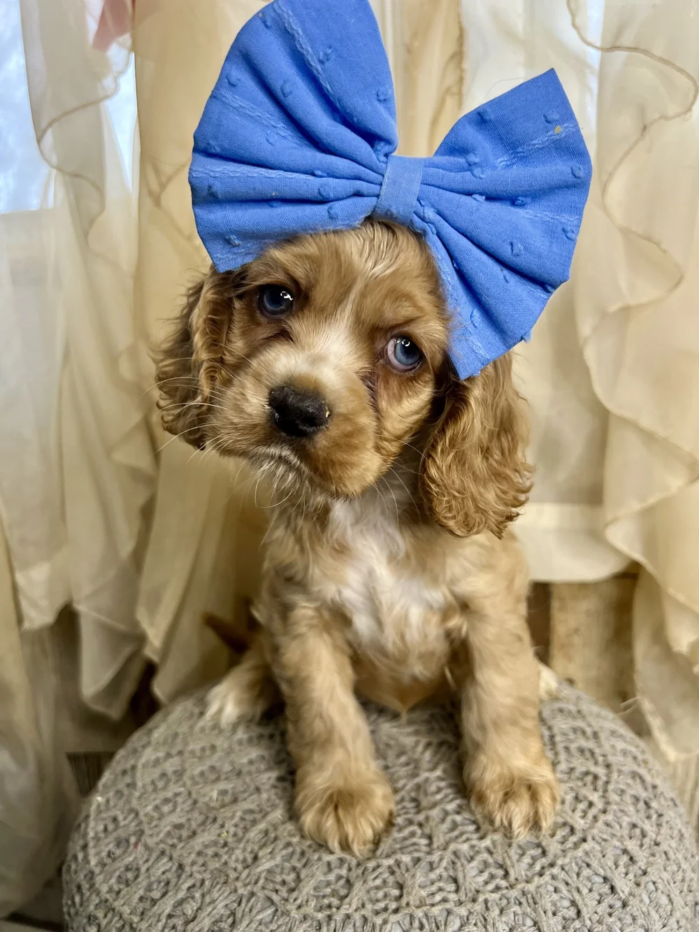 Cocker Spaniels & Mini Poodles — Doods and Dolls