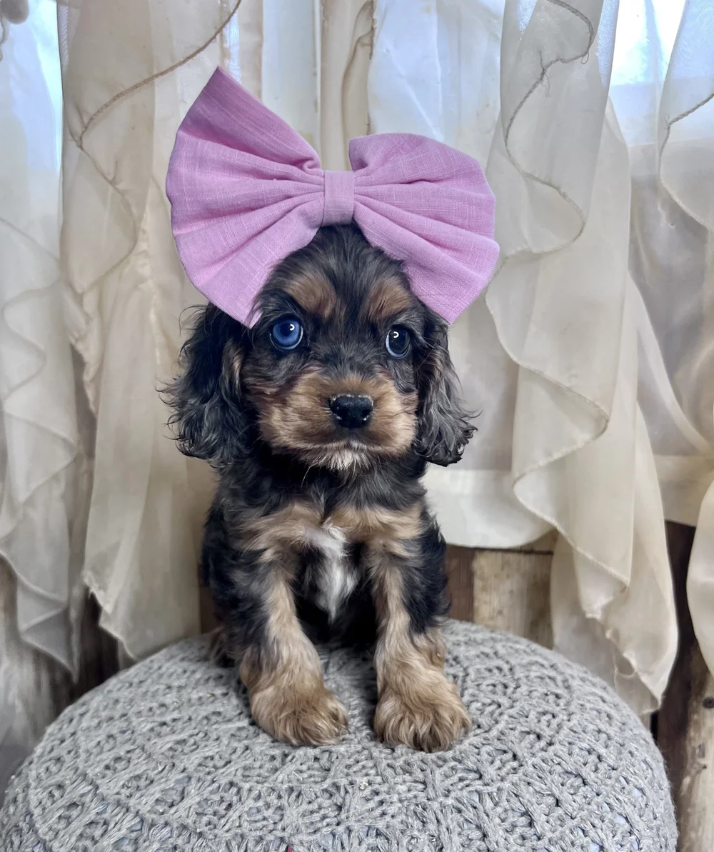 Cocker Spaniels & Mini Poodles — Doods and Dolls