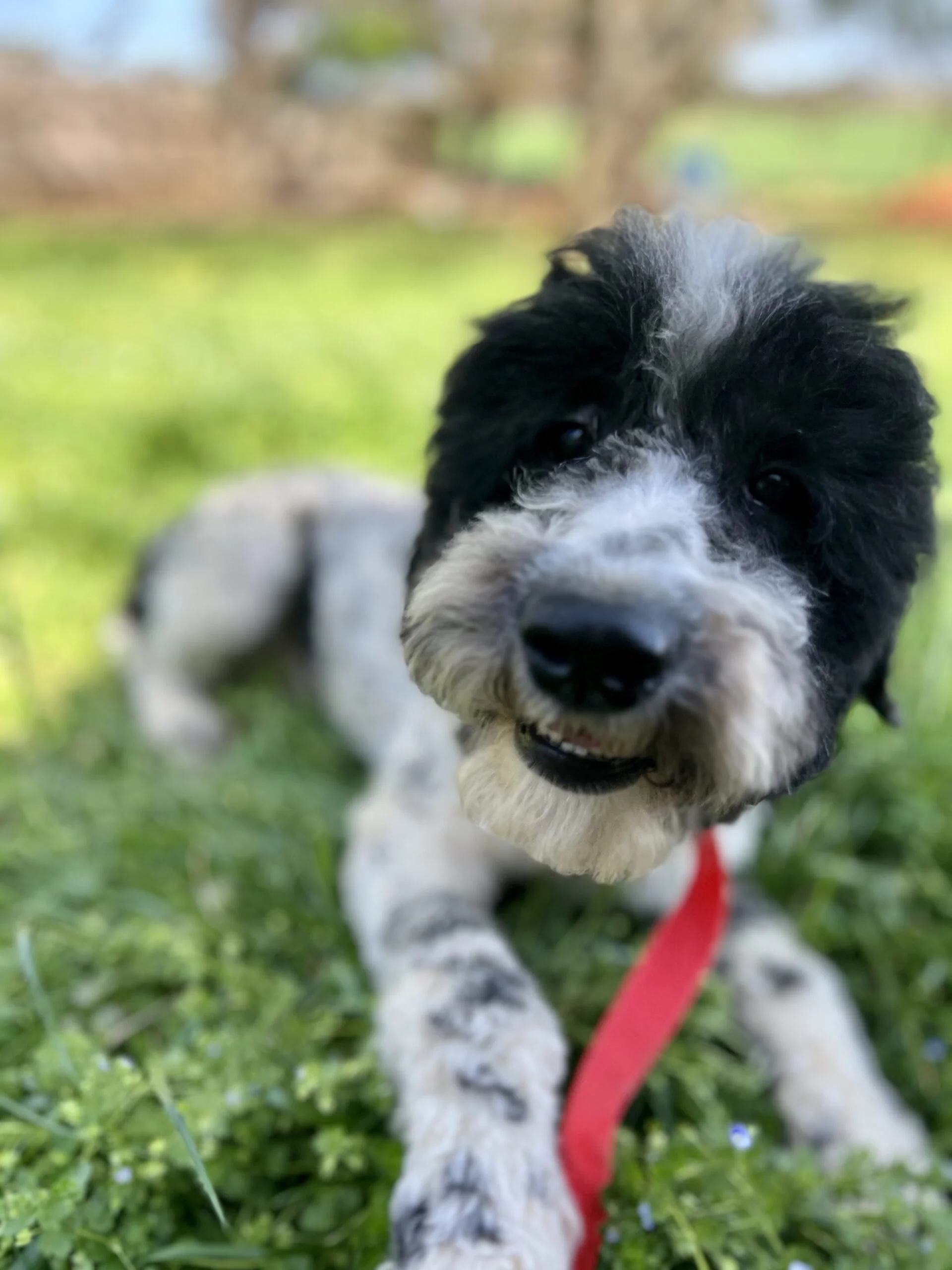 Goldendoodles — Doods and Dolls