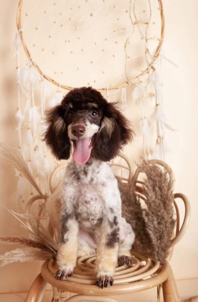 Cocker Spaniels & Mini Poodles | Find Your Perfect Puppy Today — Doods ...