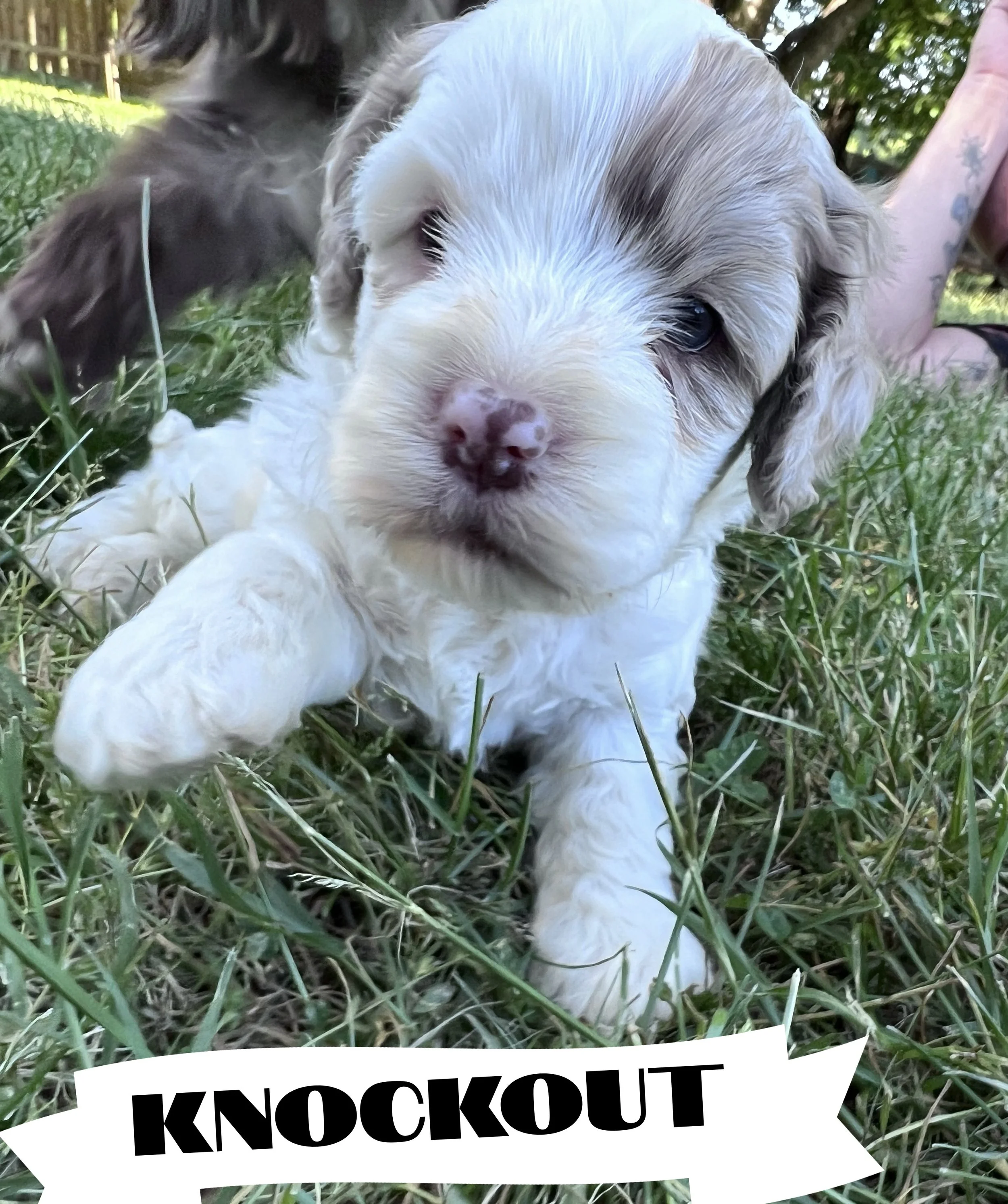 Cockapoos — Doods and Dolls