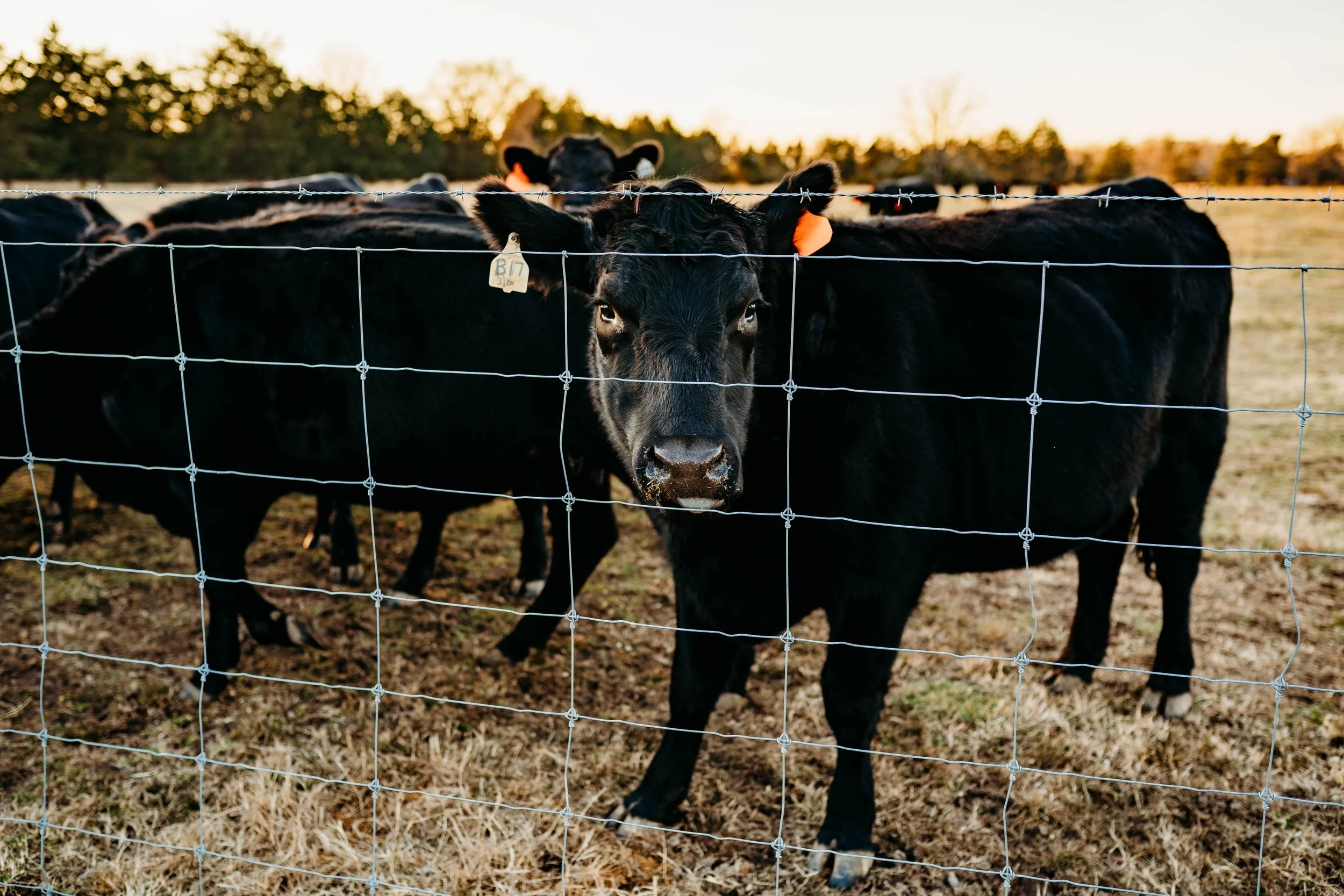 Anchor Mere Farm | Grass Fed, Grain Finished Angus Beef | Seasonal ...
