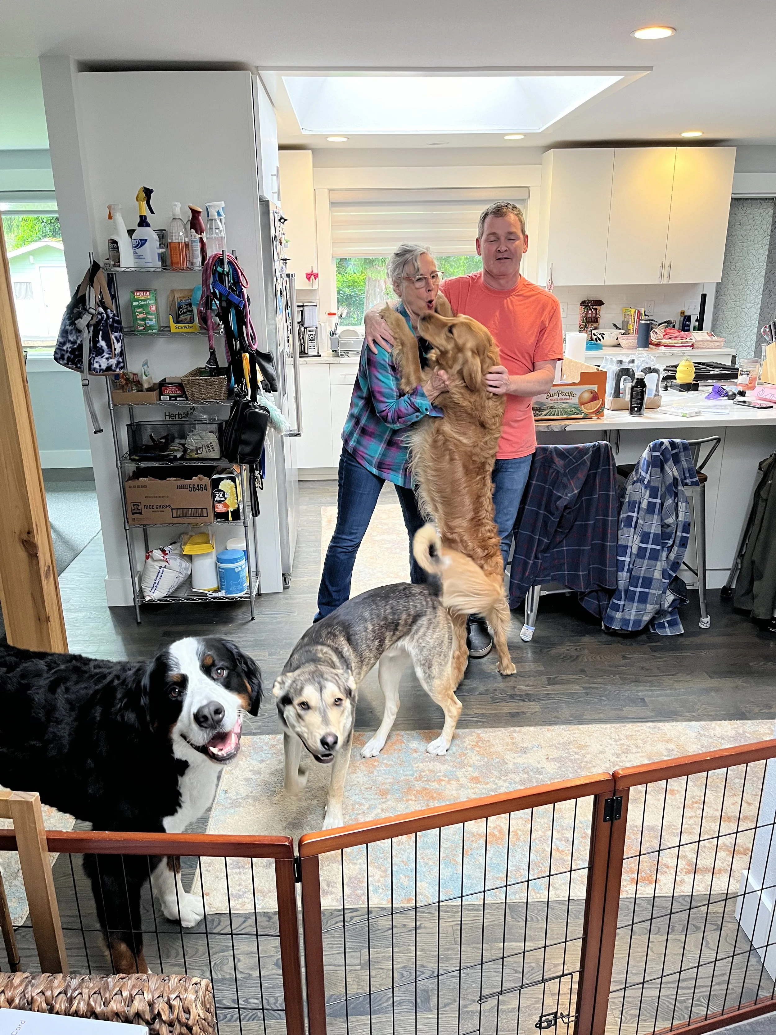 Services 3 — Walk My Dog Bothell