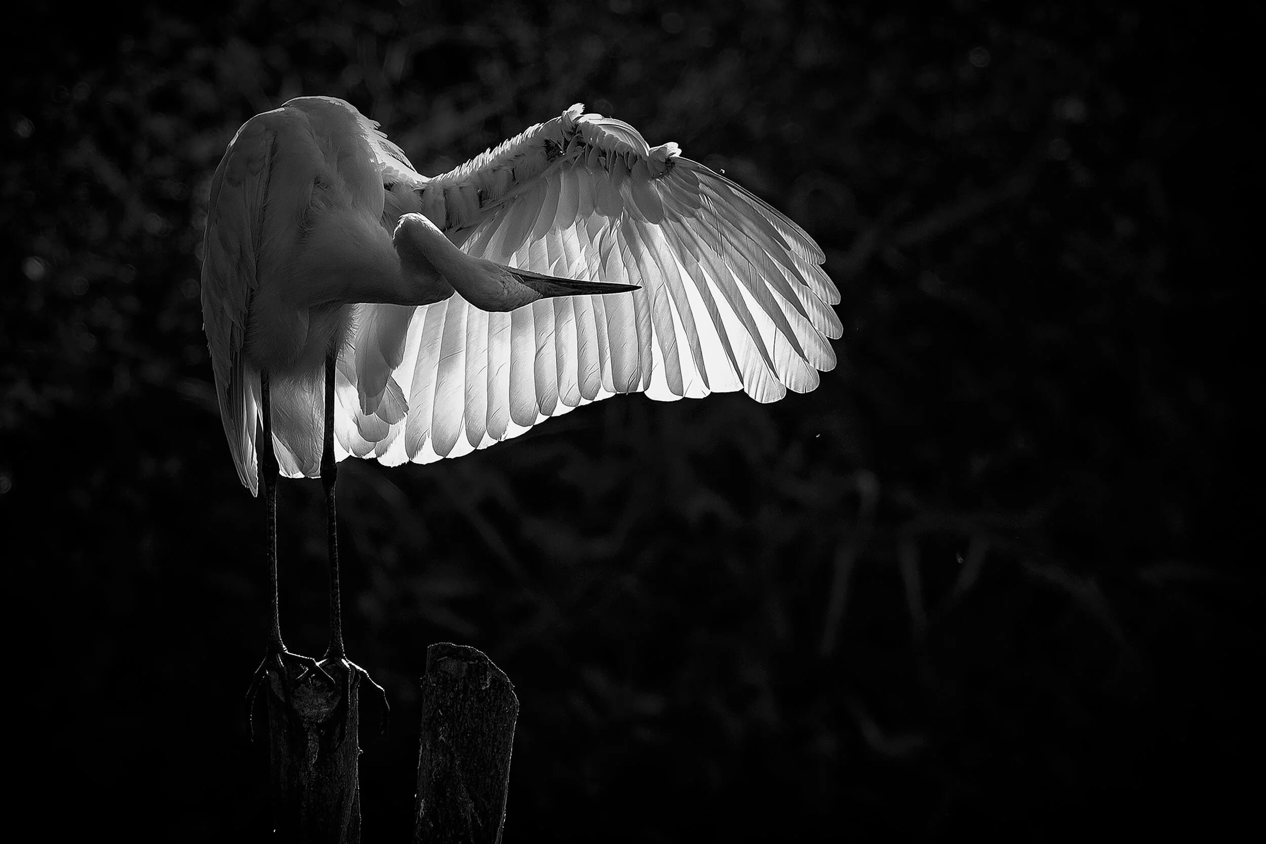 Monochrome - Ashane Marasinghe's Wildlife and Nature Photo Gallery ...