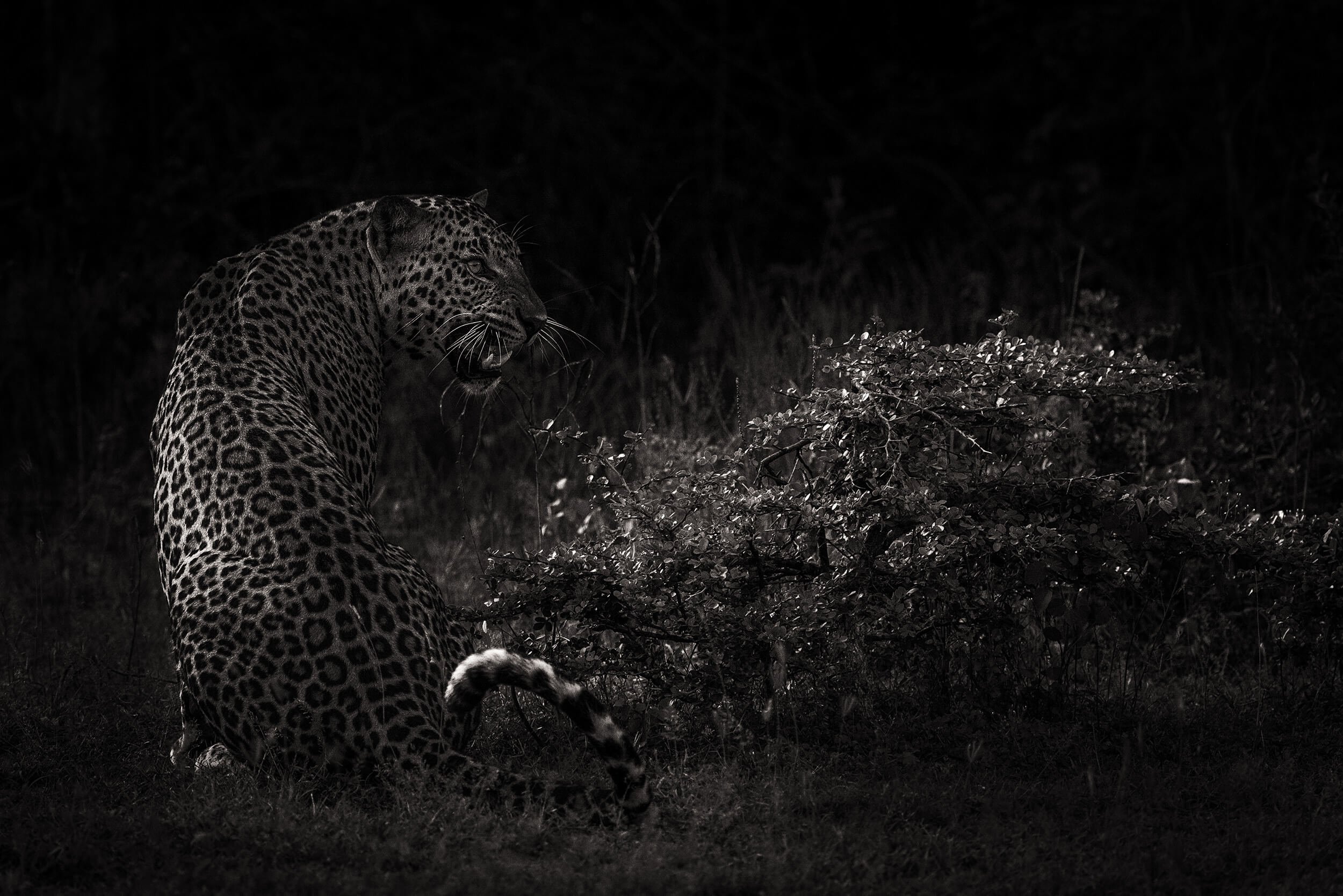 Gallery 3 — Ashane Marasinghe