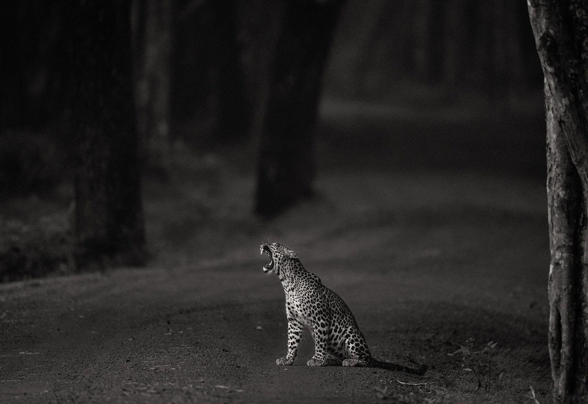 Monochrome - Ashane Marasinghe's Wildlife and Nature Photo Gallery ...