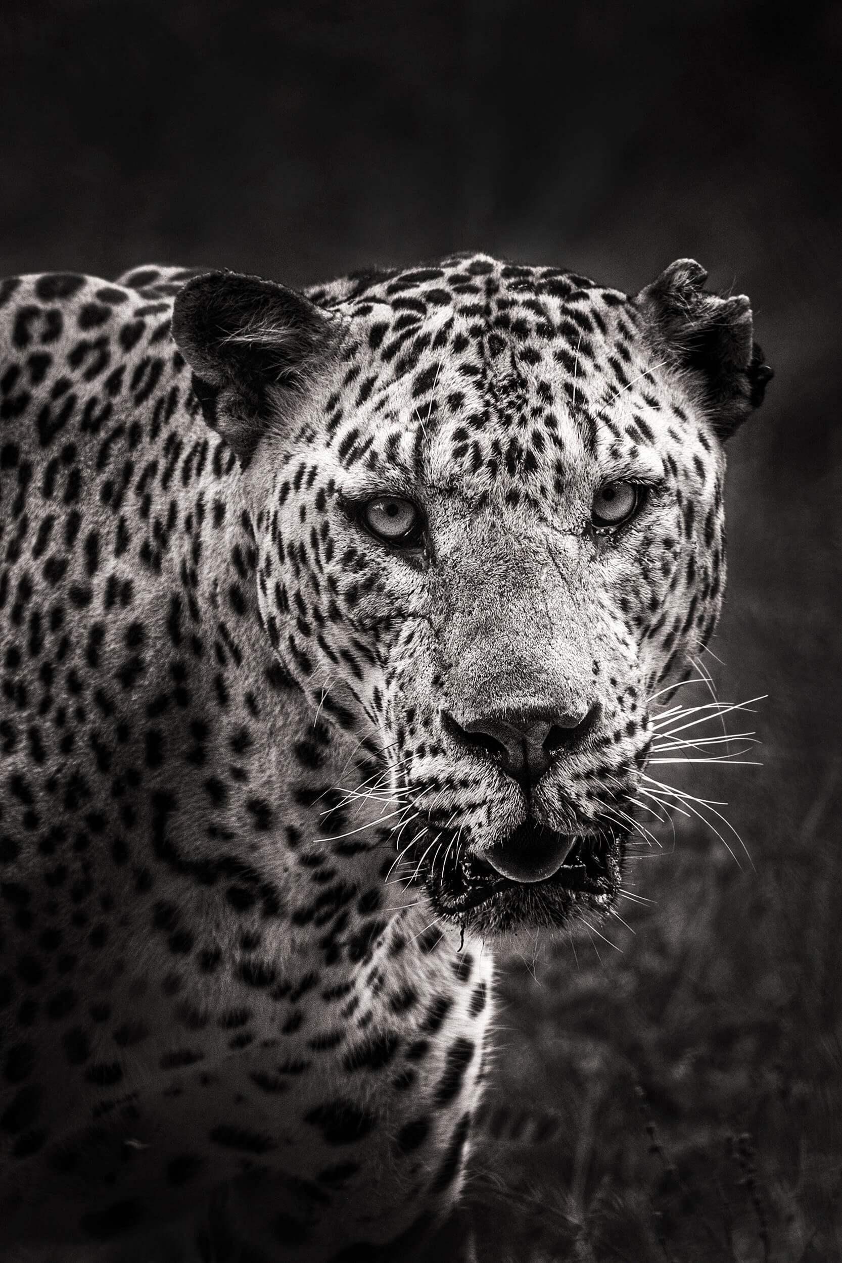 Monochrome - Ashane Marasinghe's Wildlife and Nature Photo Gallery ...