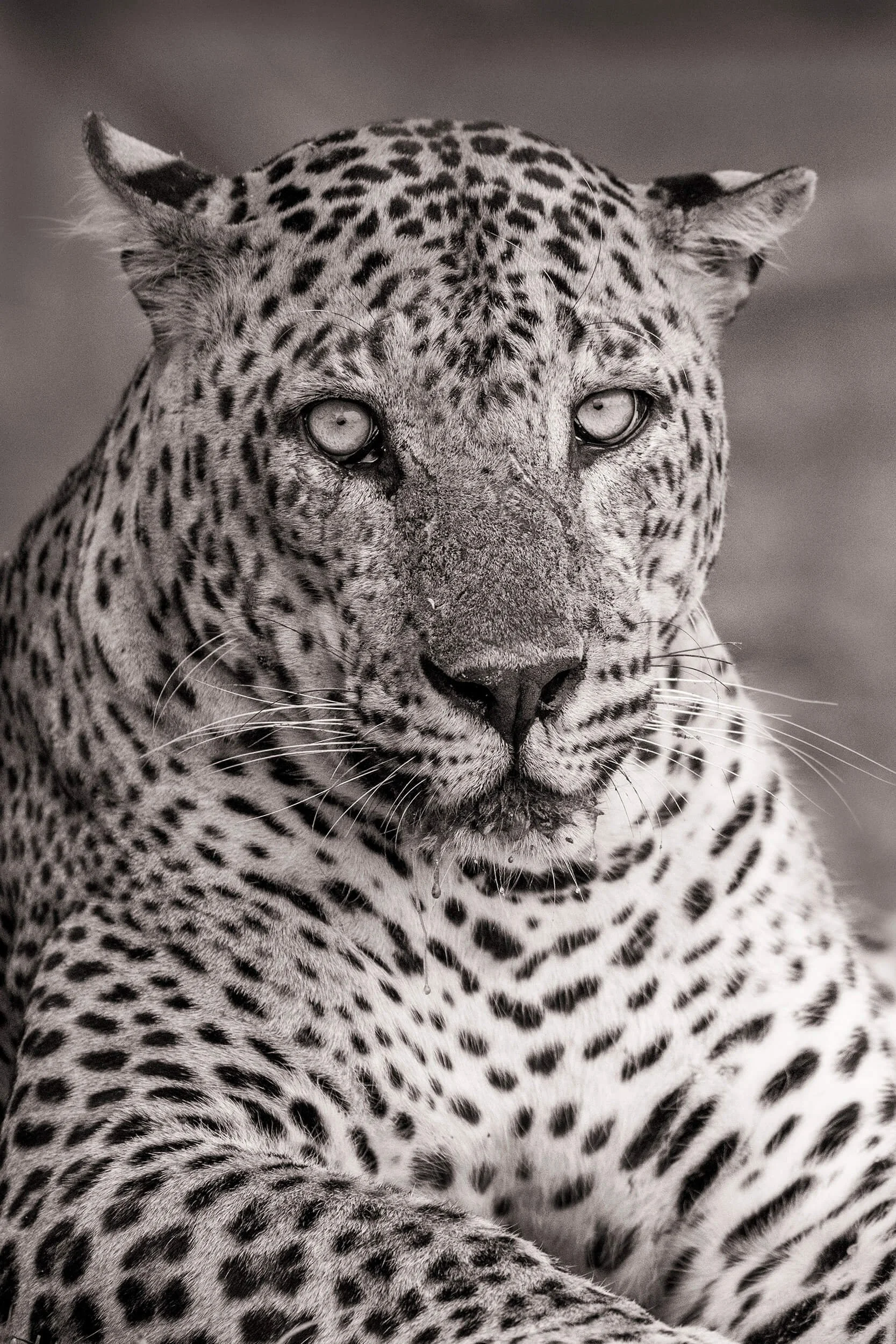 Monochrome - Ashane Marasinghe's Wildlife and Nature Photo Gallery ...