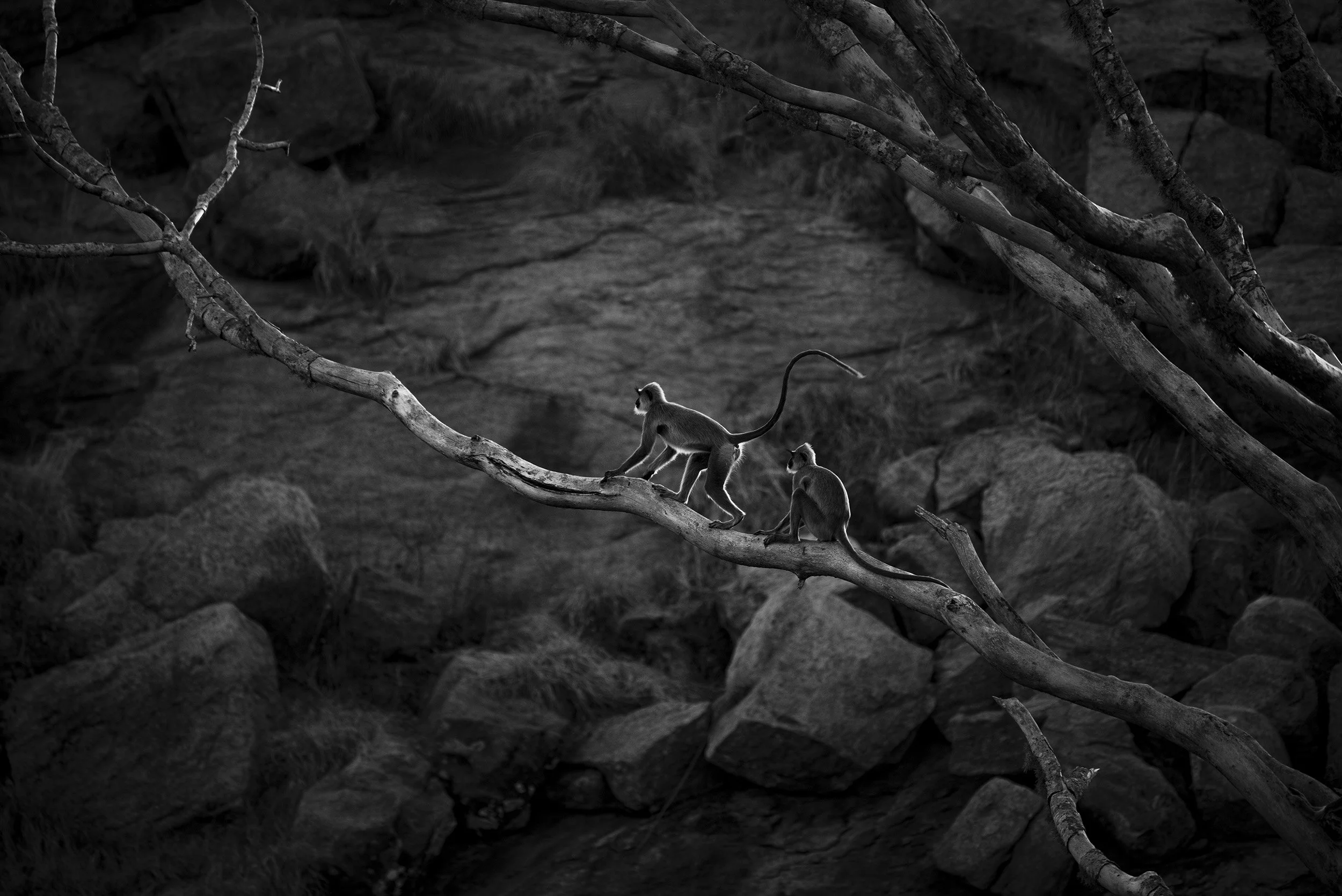 Gallery 3 — Ashane Marasinghe