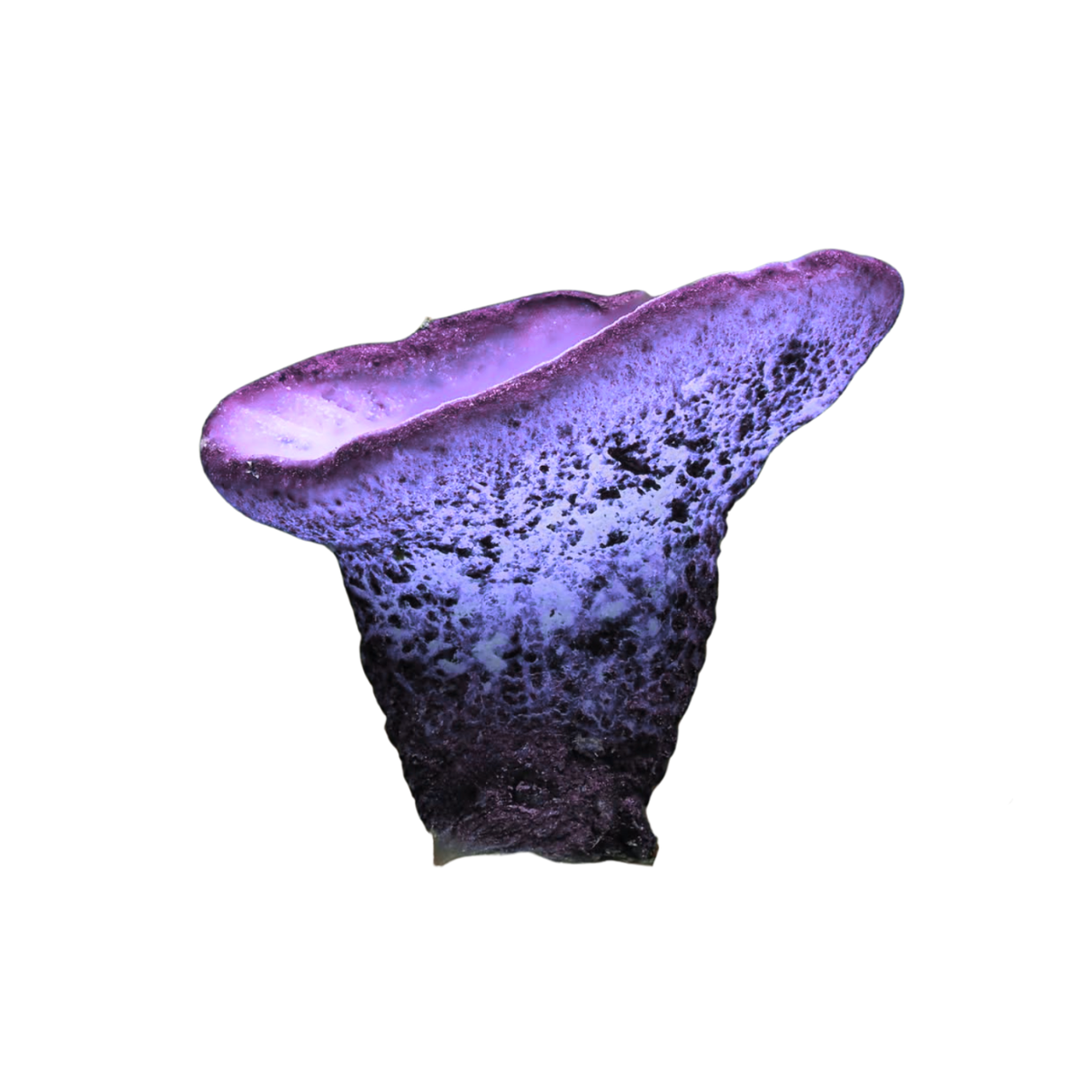 The Future is Fungi Award