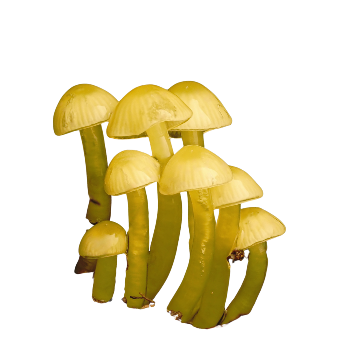 The Future is Fungi Award