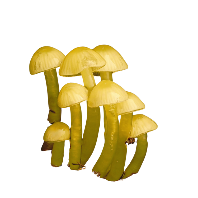 The Future is Fungi Award