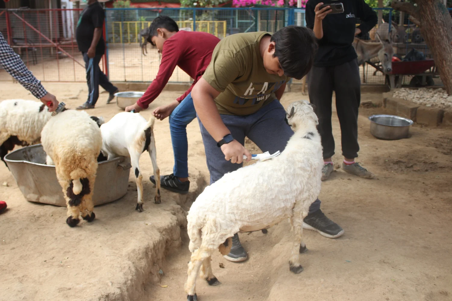 ACF USA - ACF Animal Rescue USA