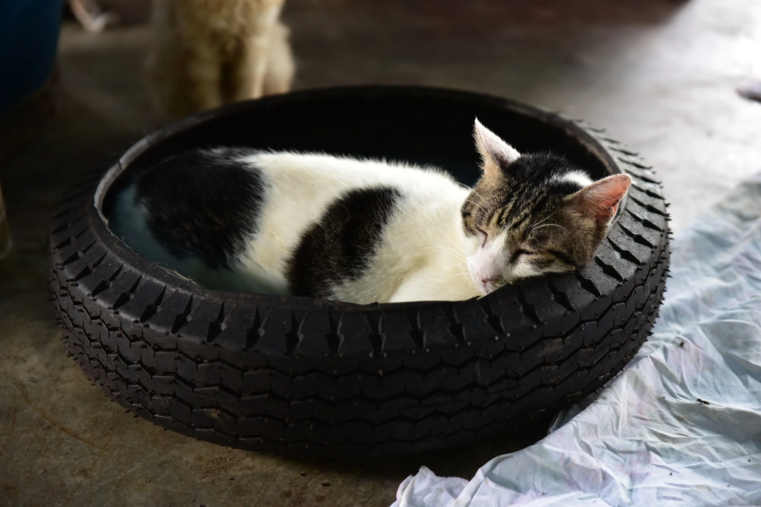 ACF USA - ACF Animal Rescue USA