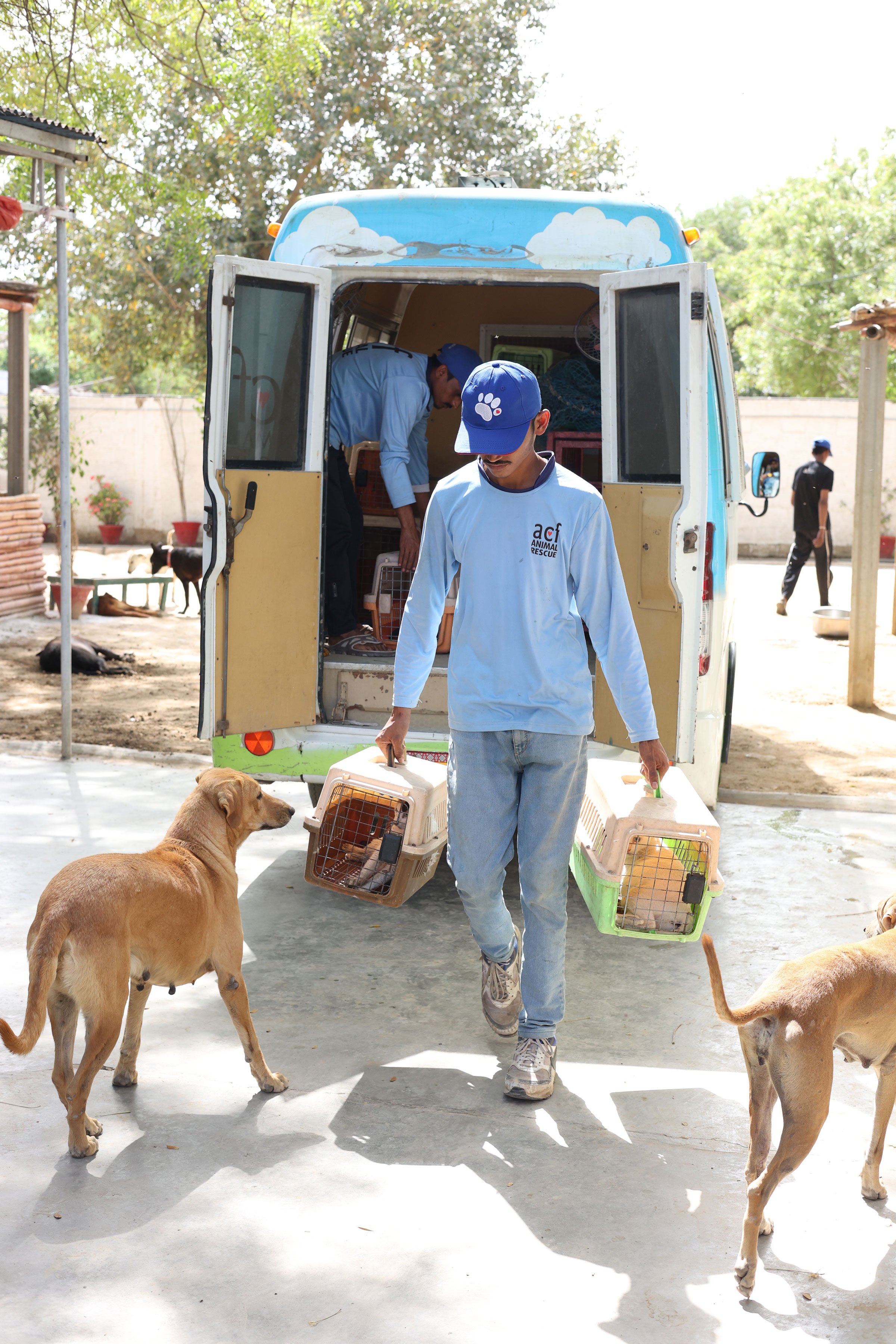 Animal Rescue — ACF USA