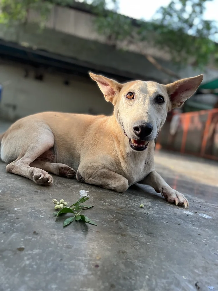 ACF USA - ACF Animal Rescue USA