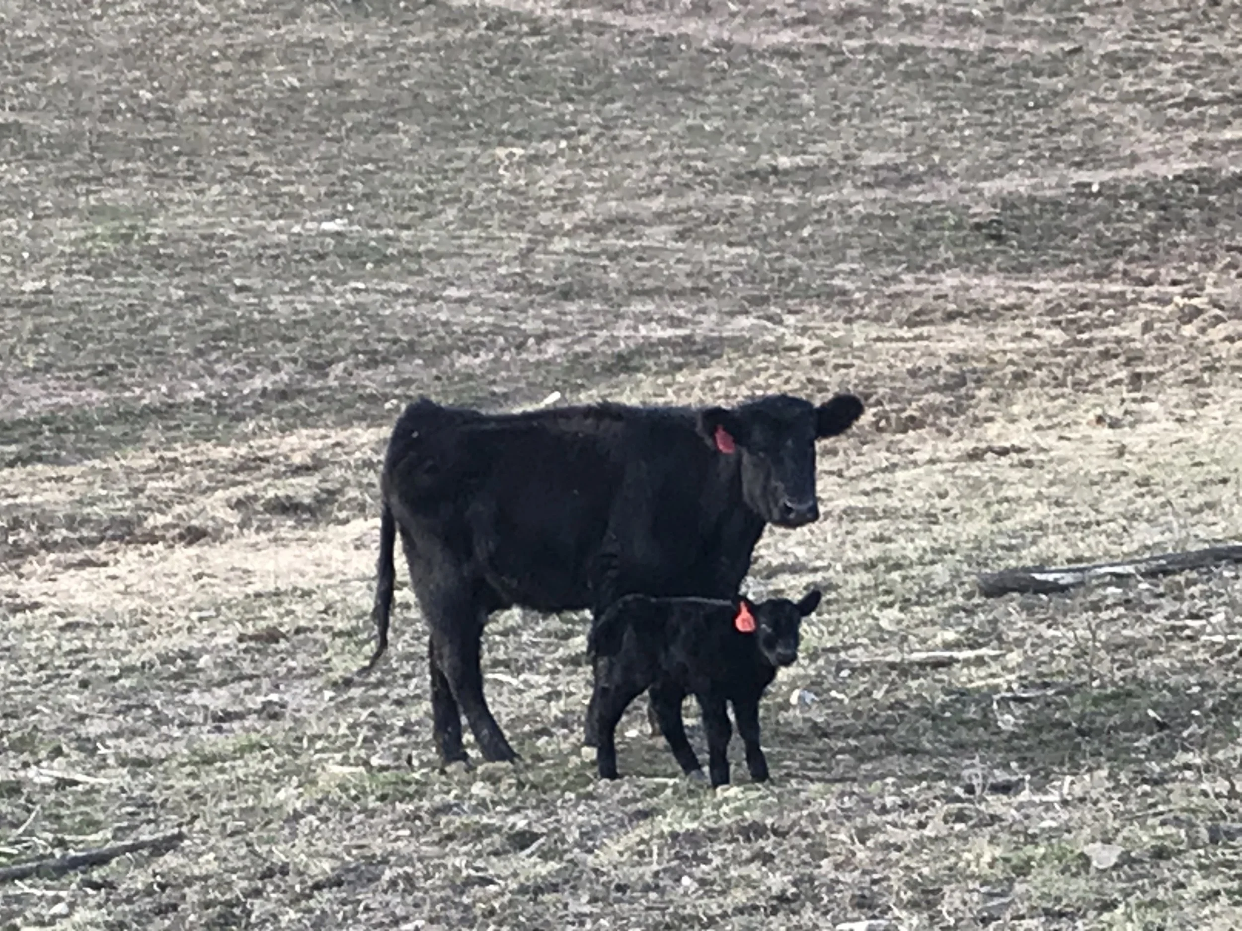 About | Family Owned Farm | Naturally Raised Animals | No Growth ...