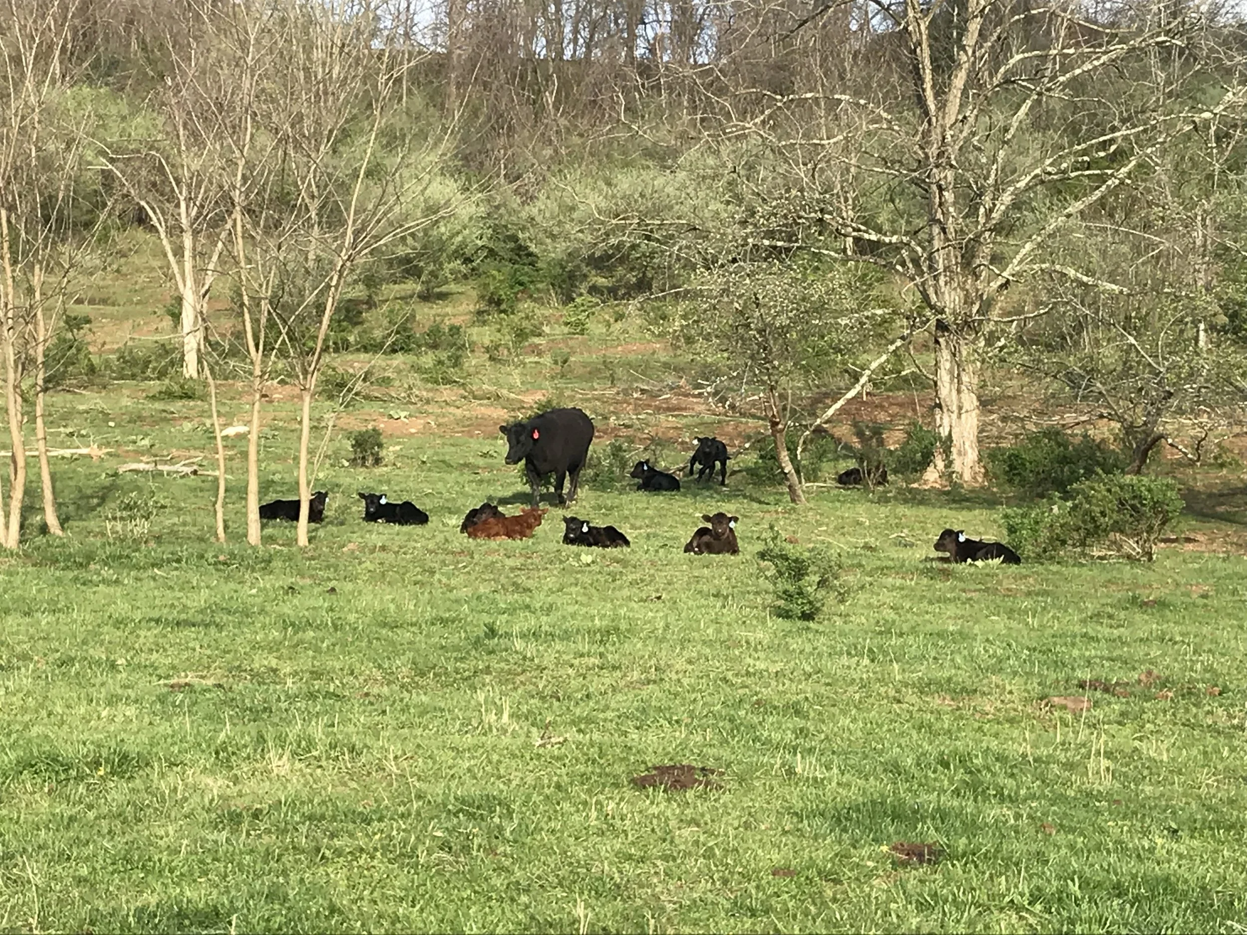 About | Family Owned Farm | Naturally Raised Animals | No Growth ...