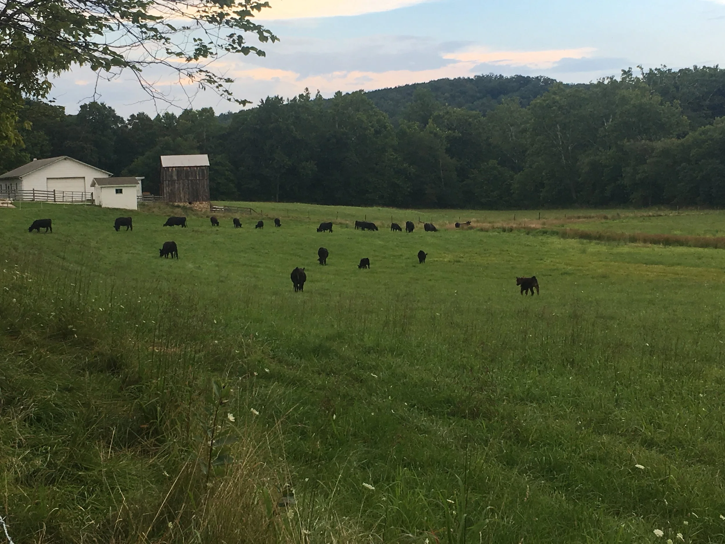 About | Family Owned Farm | Naturally Raised Animals | No Growth ...